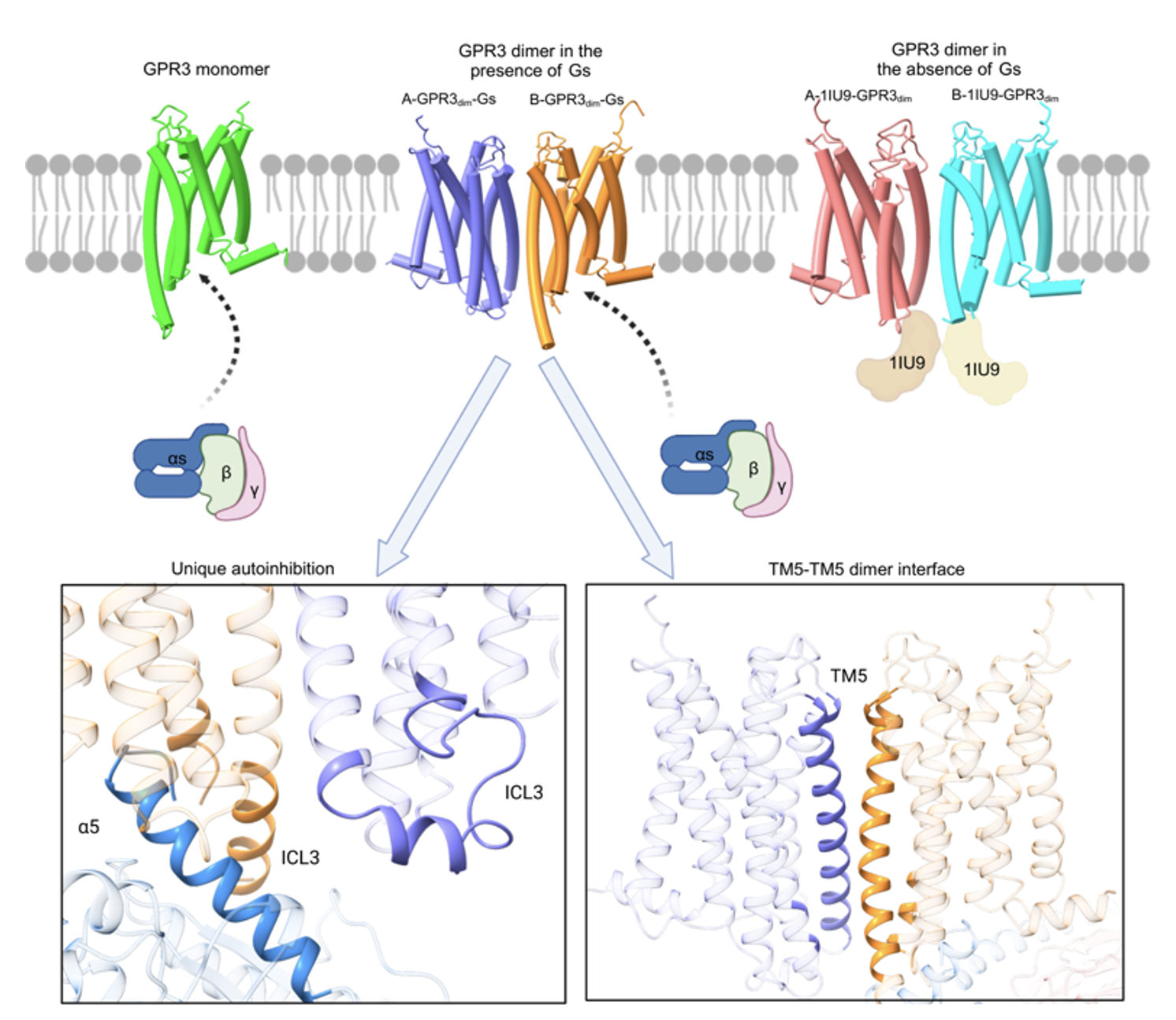 iHuman研究所华甜课题组揭示孤儿受体GPR3二聚化和自抑制的独特分子机制